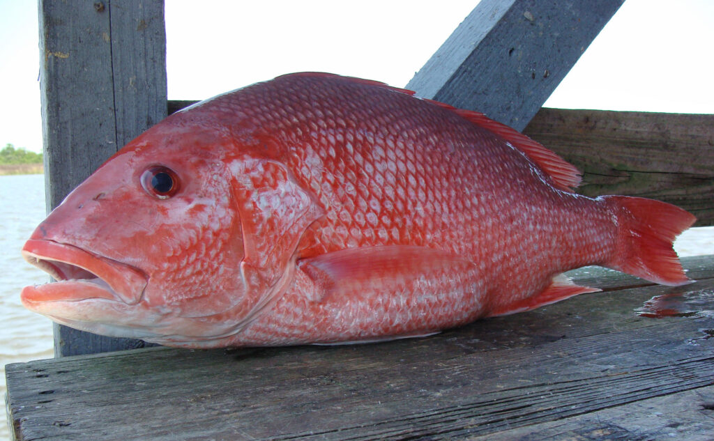 Snapper - SEAFOOD SOURCE OF LOUISIANA