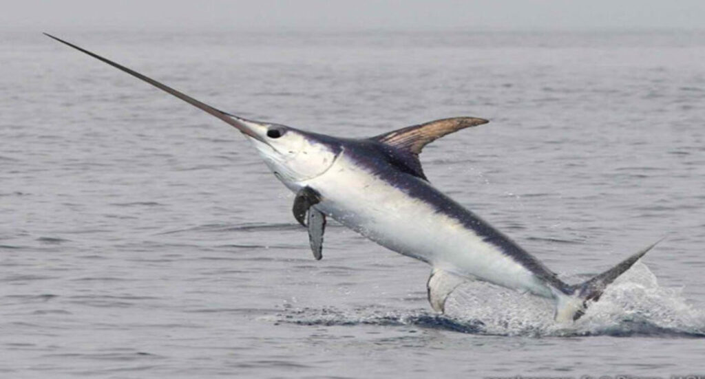 Swordfish - SEAFOOD SOURCE OF LOUISIANA